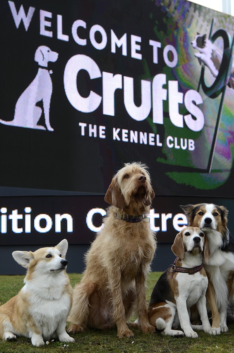 Hounds head to the NEC for Crufts 2023 - The Stratford Observer
