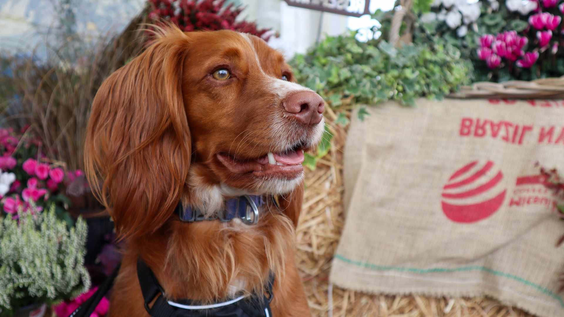 Paws for a cause: family fun day returns to Henley-in-Arden - The ...