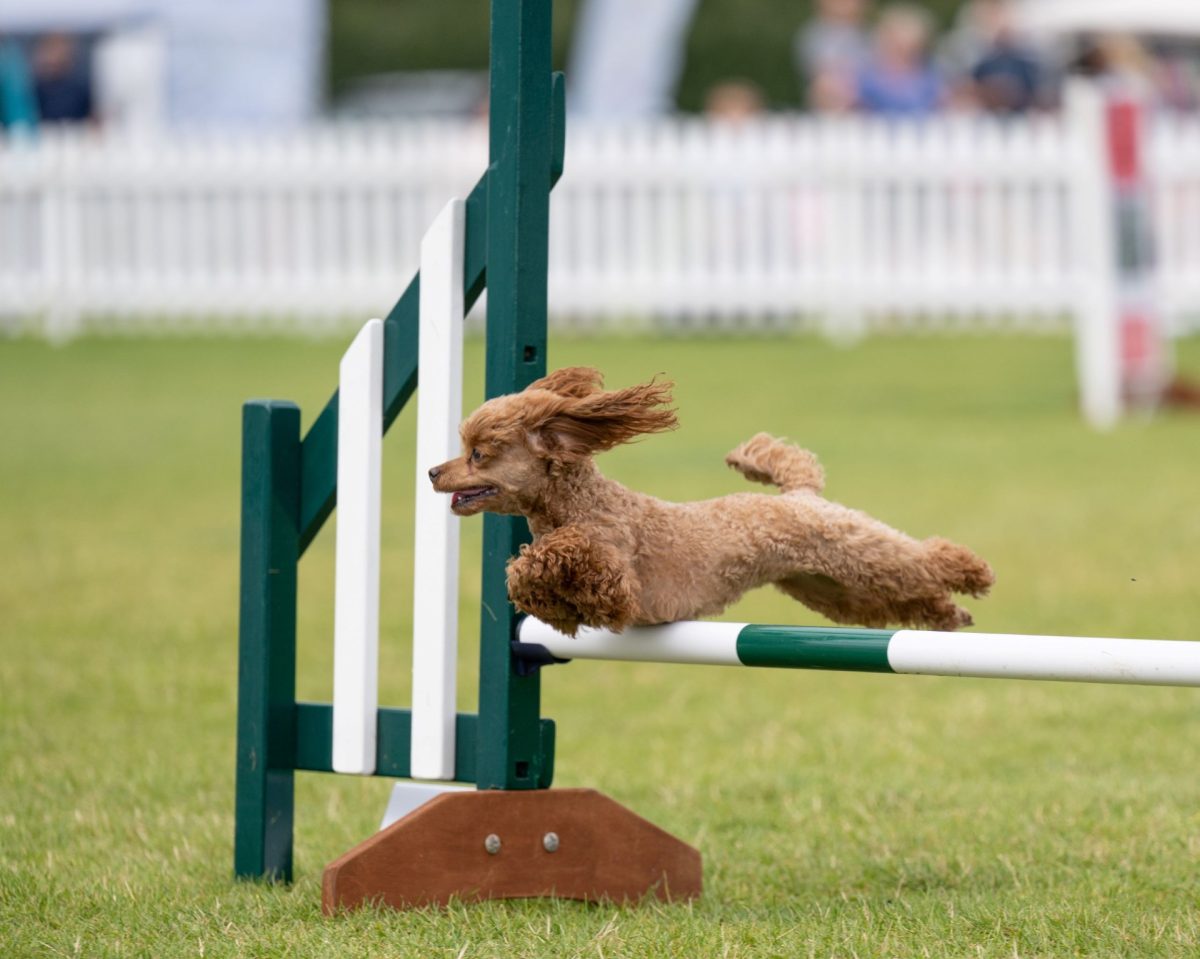 Southam to host top European dog agility competition - The Stratford ...