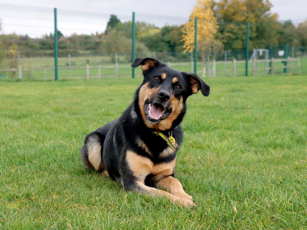 Dogs Trust launches its 2025 National Dog Survey - The Stratford Observer