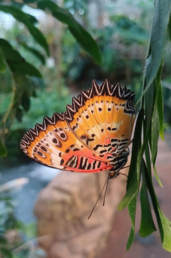 Stratford Butterfly Farm to celebrate its 40th anniversary - The ...