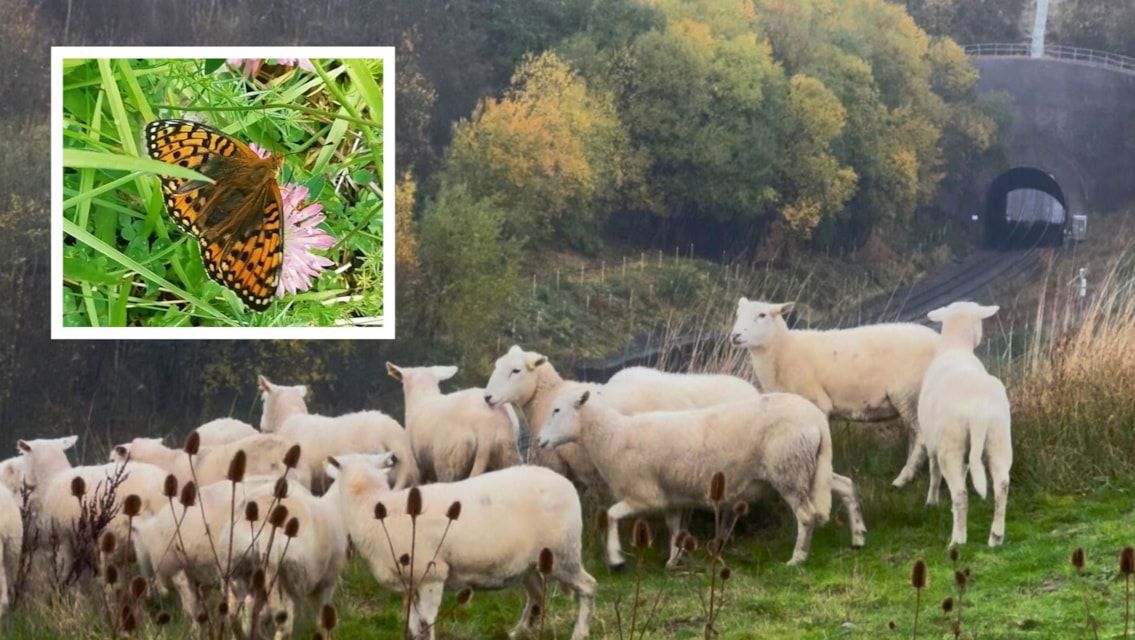 Sheep deployed to help restore rare butterflies to a south Warwickshire ...